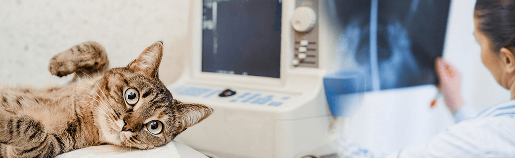 In House Lab & Radiology - NPH Clinic